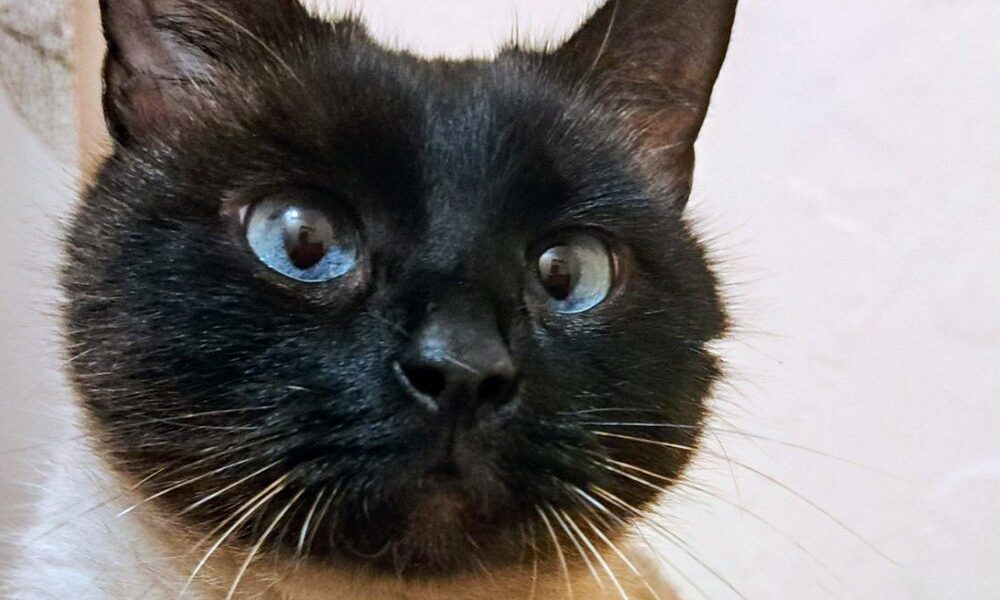 Жила два тижні просто неба: у Нікополі кішка шукає нову родину